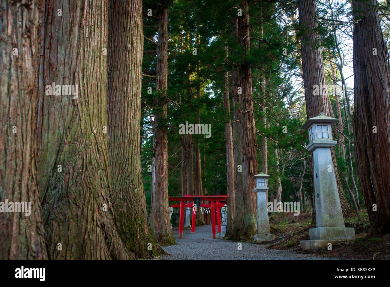 Shrine in Japan in the forest Stock Photo - Alamy