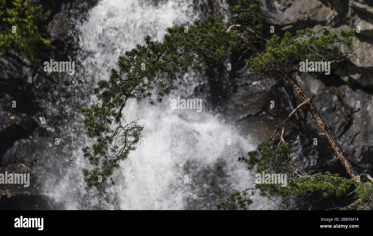 Waterfall flowing over rocks, conifer tree bending over the flowing ...