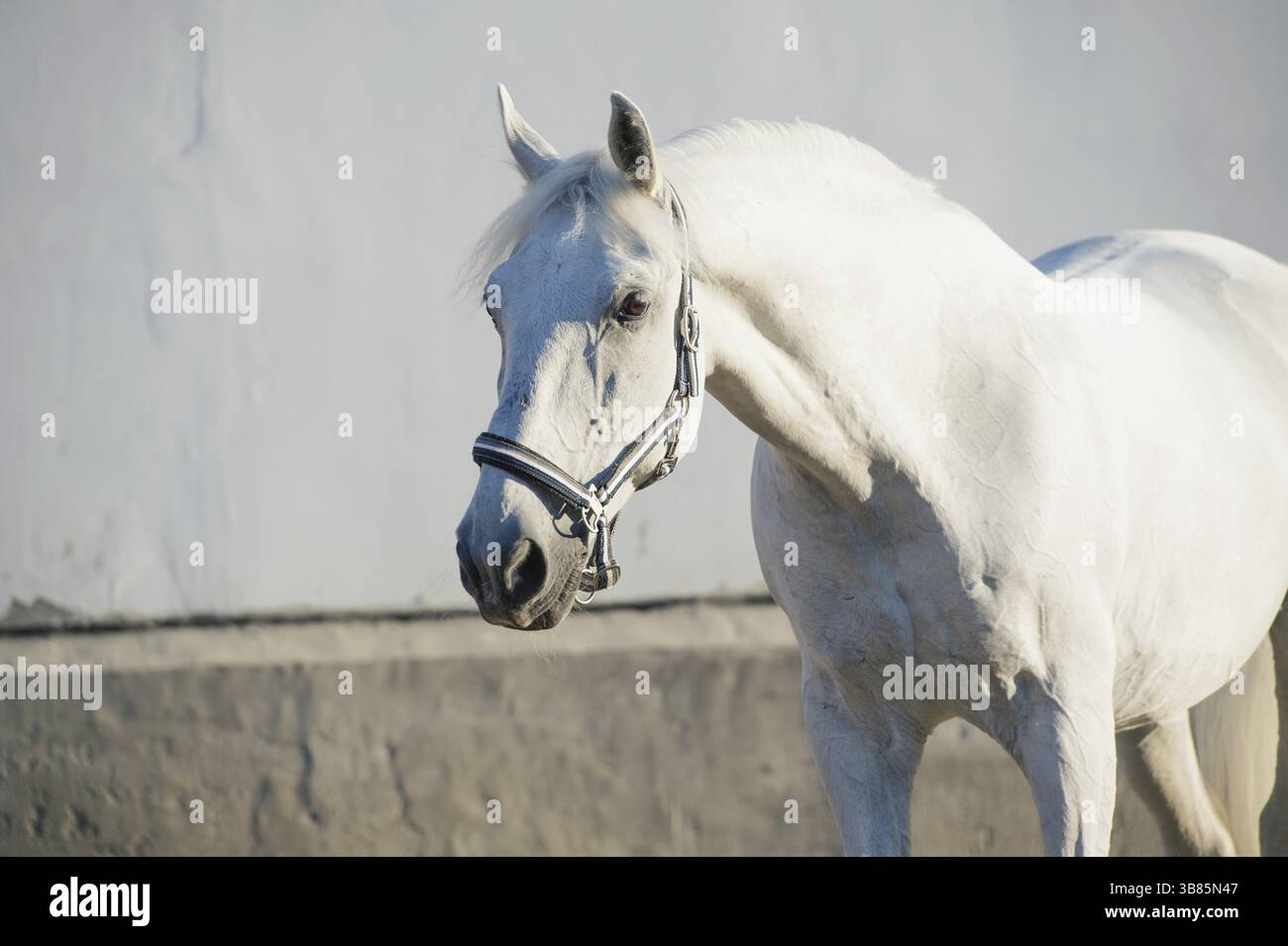 Portrait of Lipizzaner horse at white wall background Stock Photo - Alamy