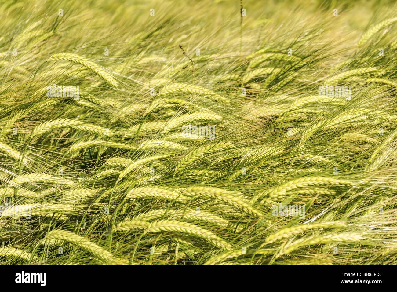 Gerstenfeld im sommer hi-res stock photography and images - Alamy