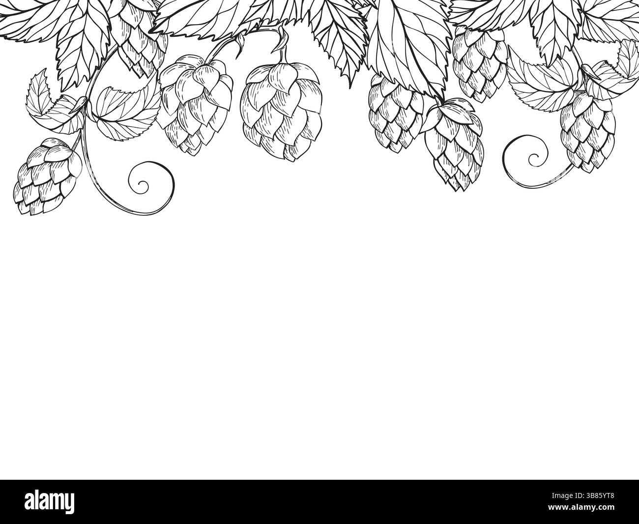 Hop plant border Stock Vector Images - Alamy