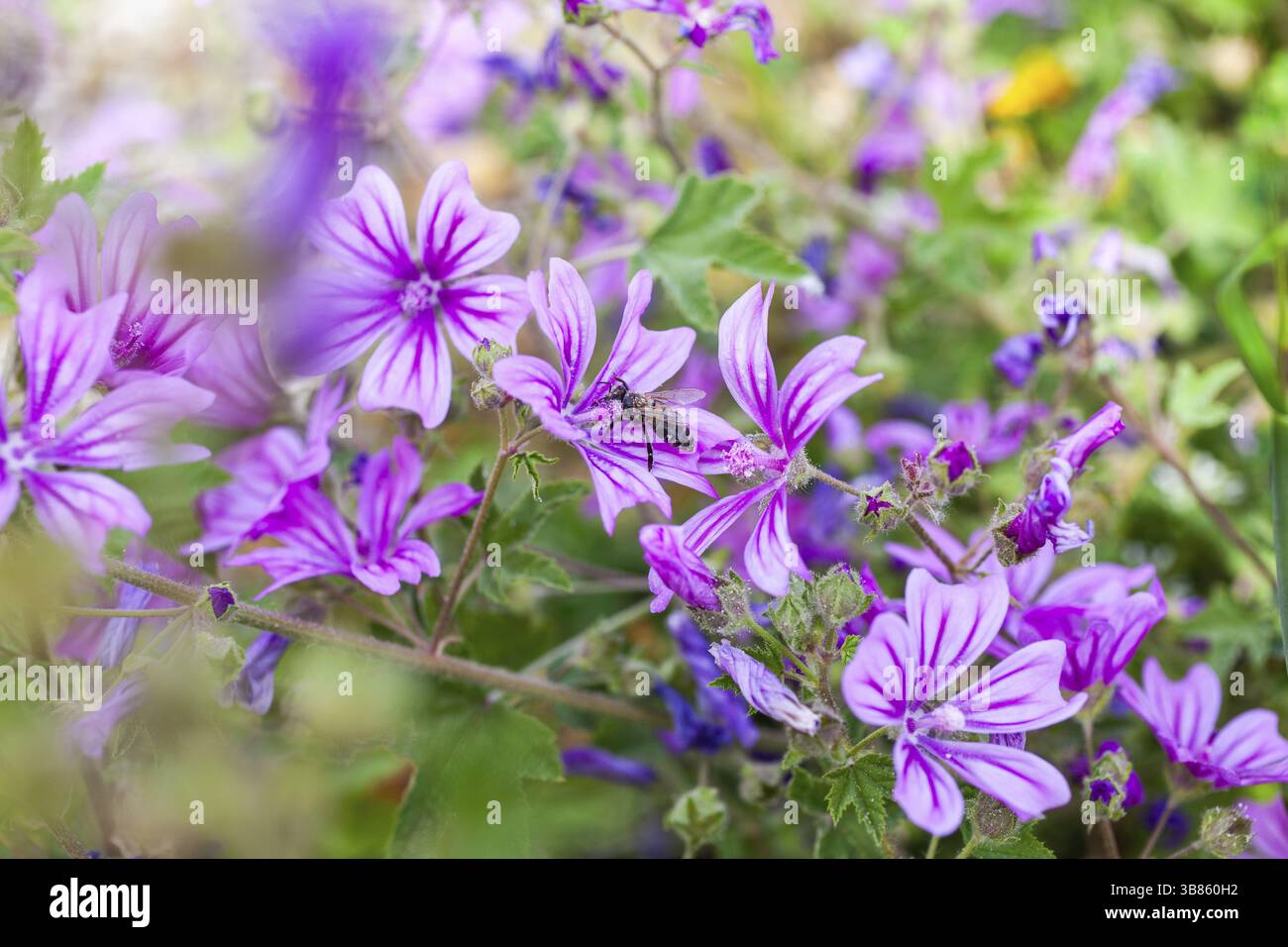 Purple flowers of the mallow (Malva) with honey bee (apis mellifera ...