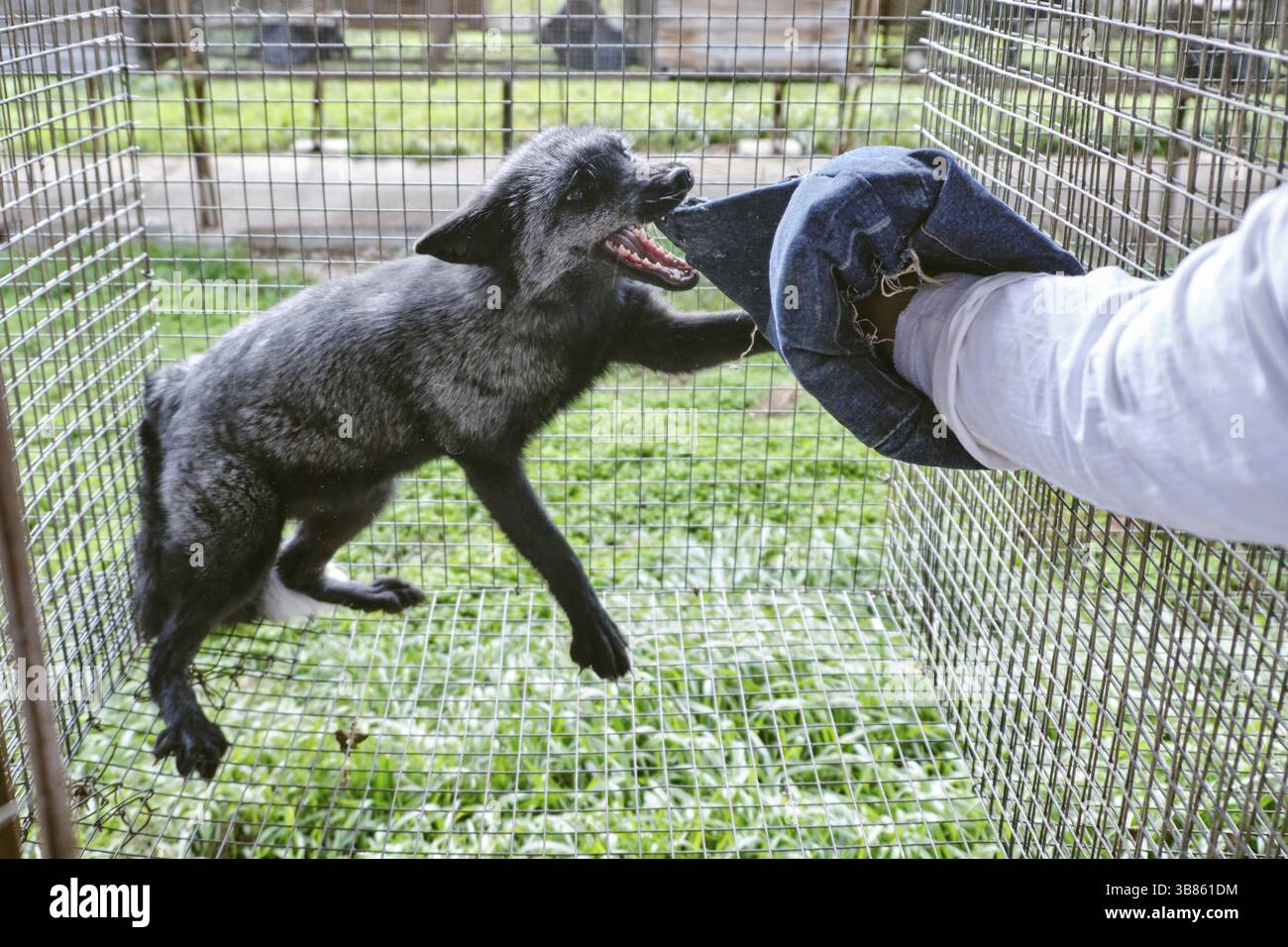 Fox with human hi-res stock photography and images - Alamy