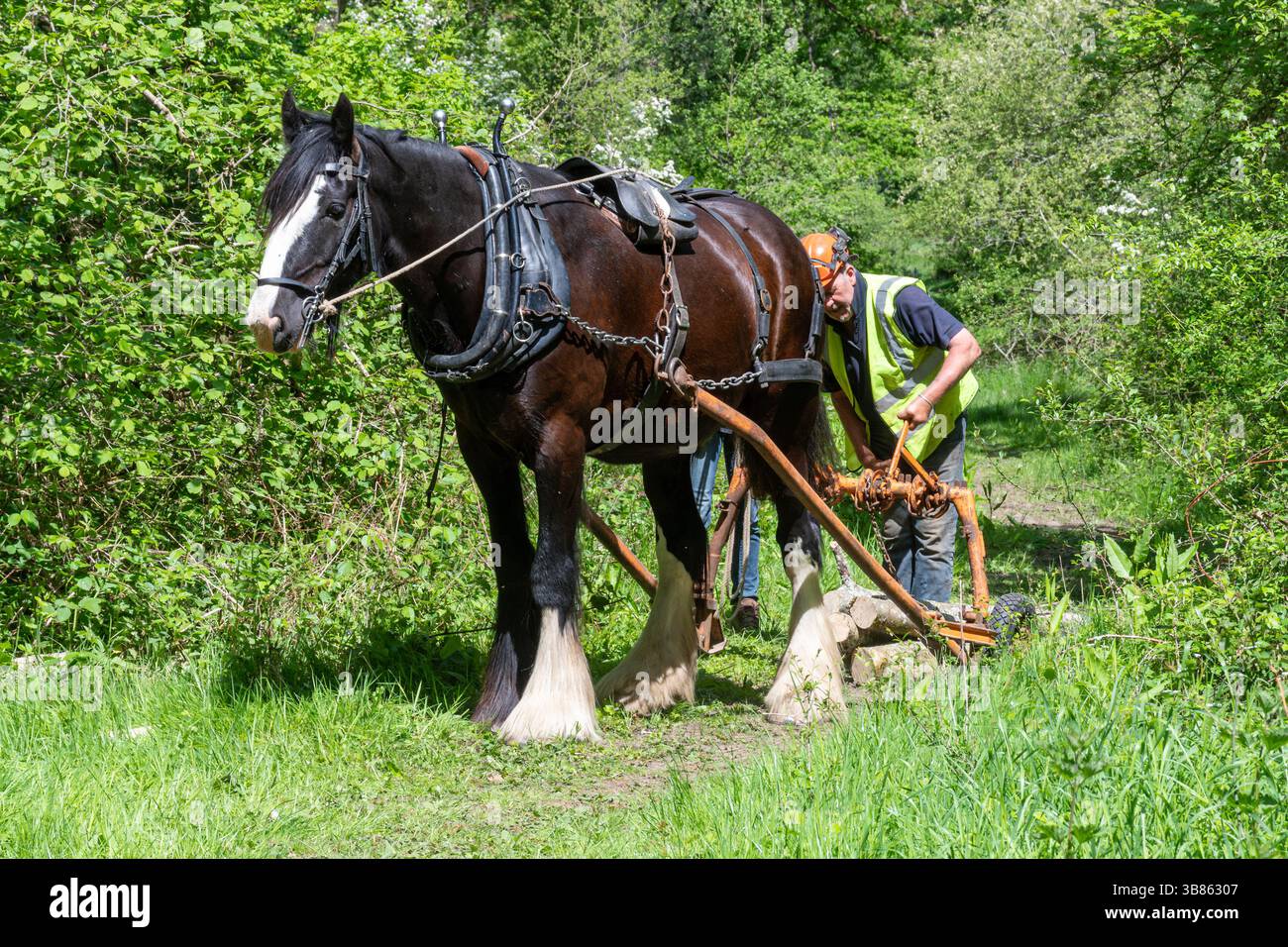 Clydesdale horse at work being used to remove timber from Odiham Common ...