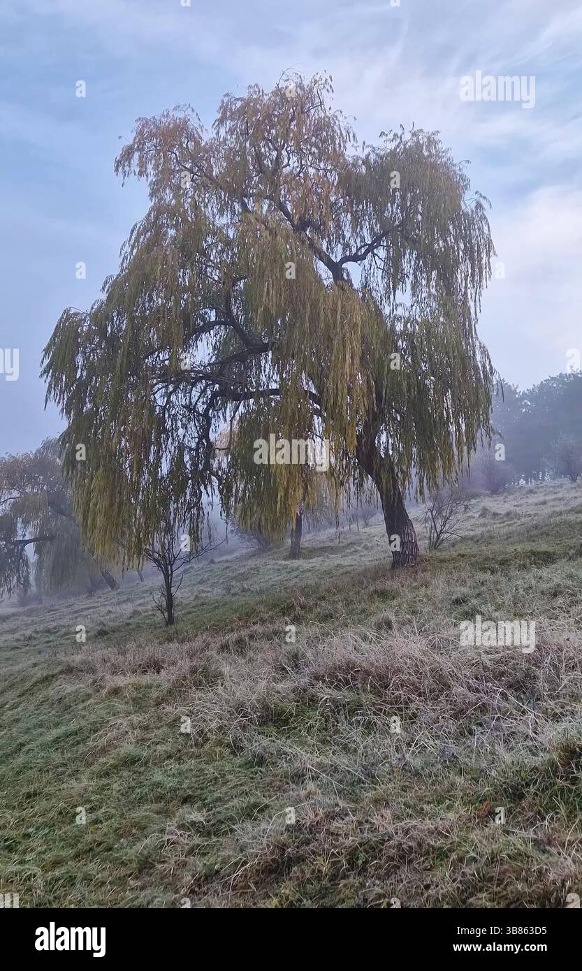 Large willow tree with drooping branches on a grassy hillside with forest in the misty ...