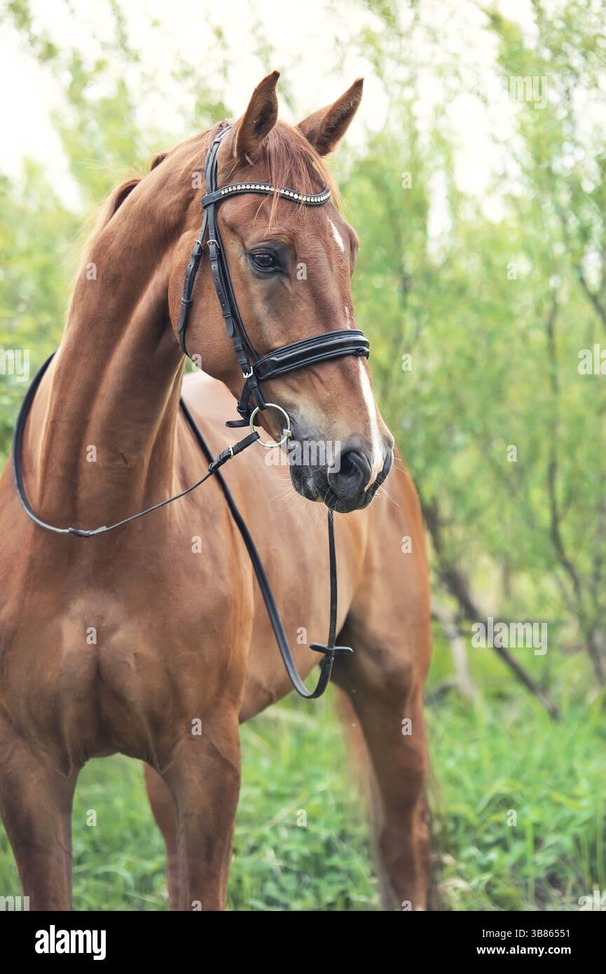 Horse body parts hi-res stock photography and images - Alamy