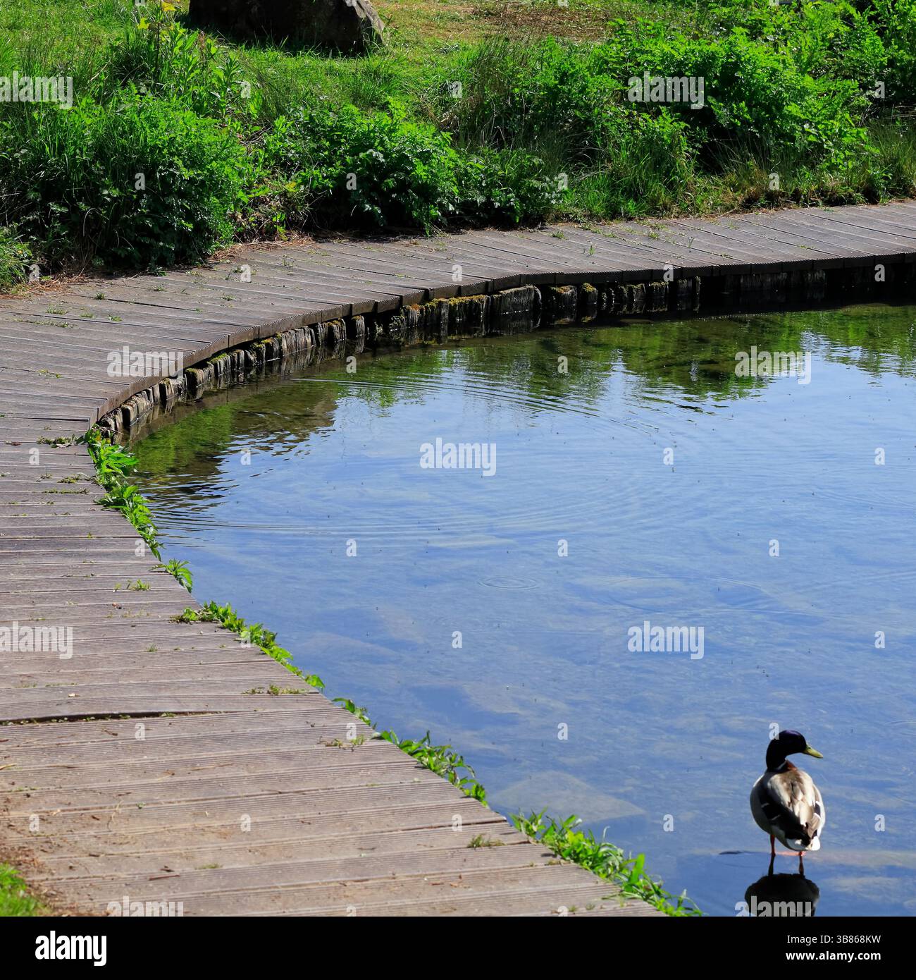 Cosmeston Lakes and Country Park, Penarth, Cardiff, South Wales.. Taken ...