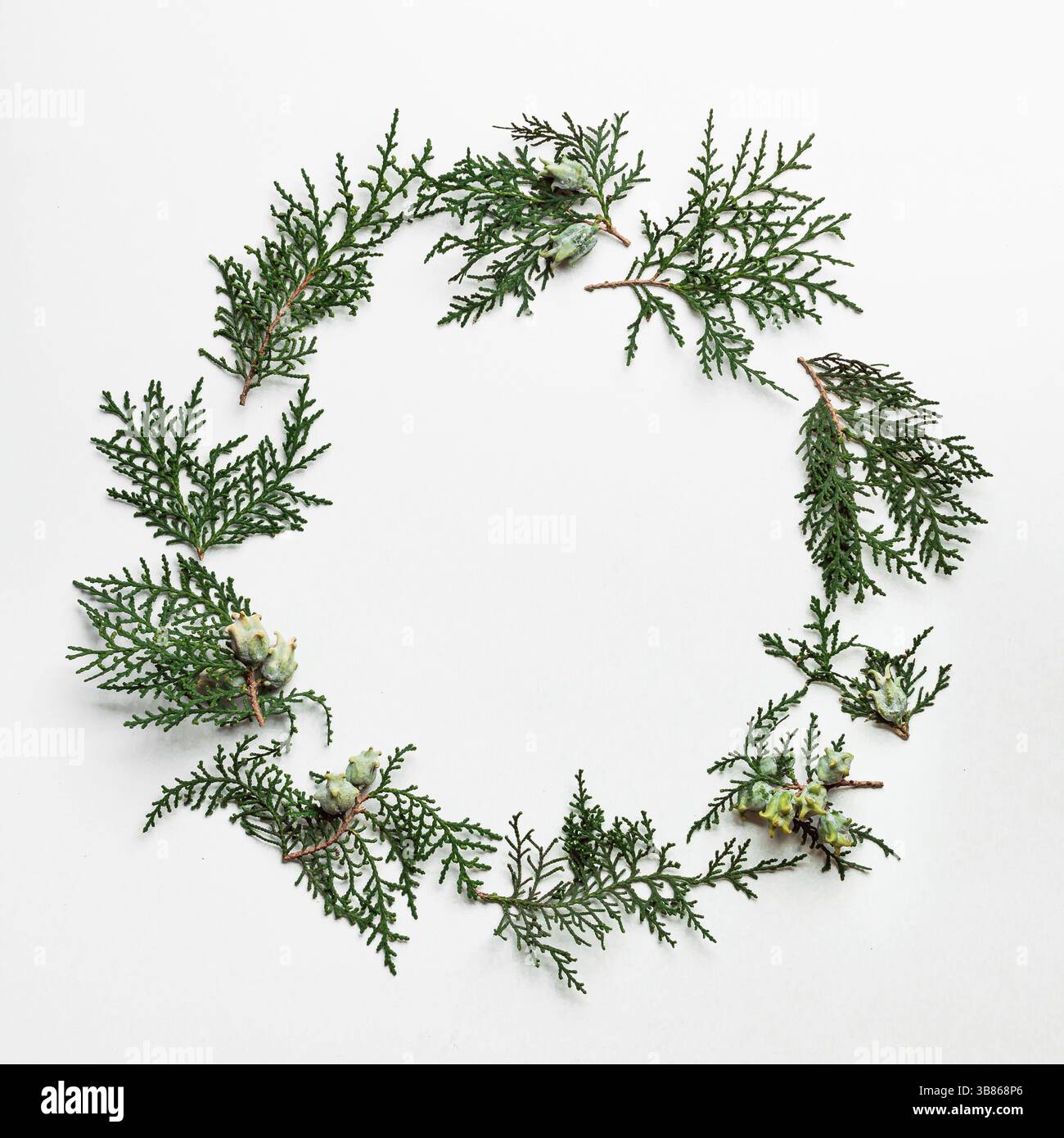 Minimal Christmas circle shaped pattern with copy space. Fir tree or ...