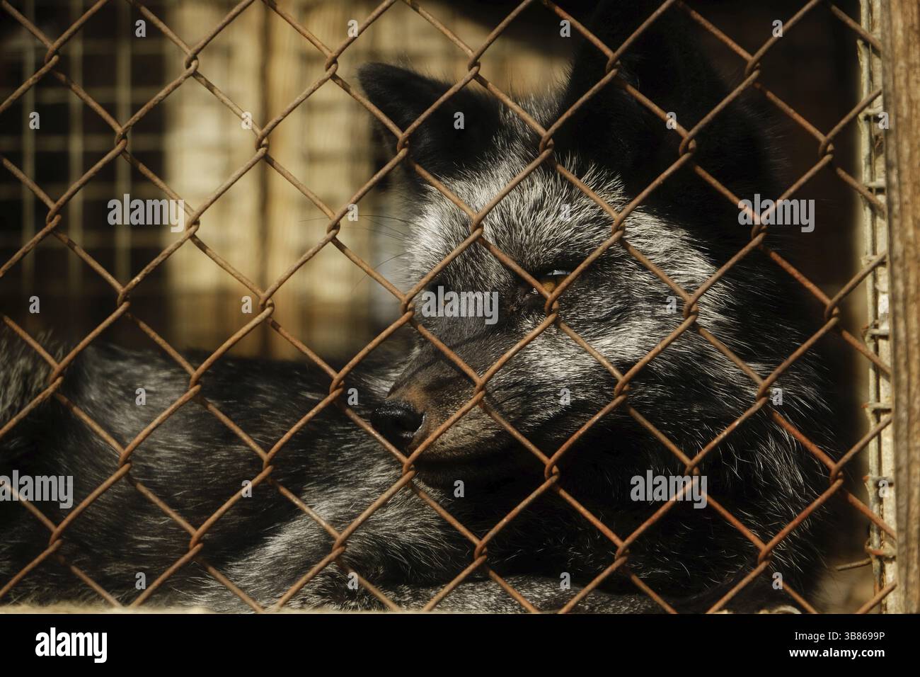 Caged fox hi-res stock photography and images - Alamy