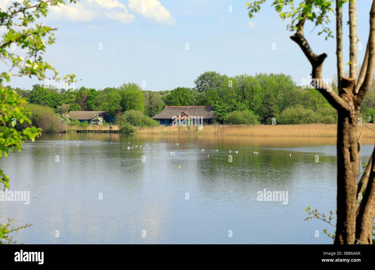 Cosmeston Lakes and Country Park, Penarth, Cardiff, South Wales.. Taken 1 May 2025 Stock Photo ...
