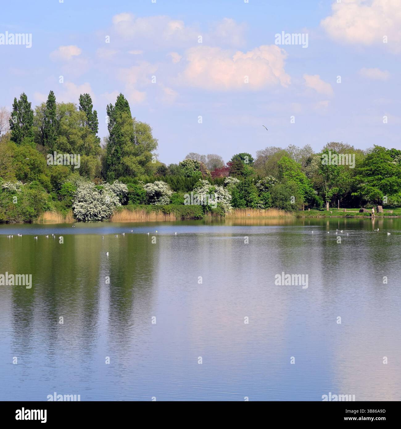 Cosmeston Lakes and Country Park, Penarth, Cardiff, South Wales.. Taken ...