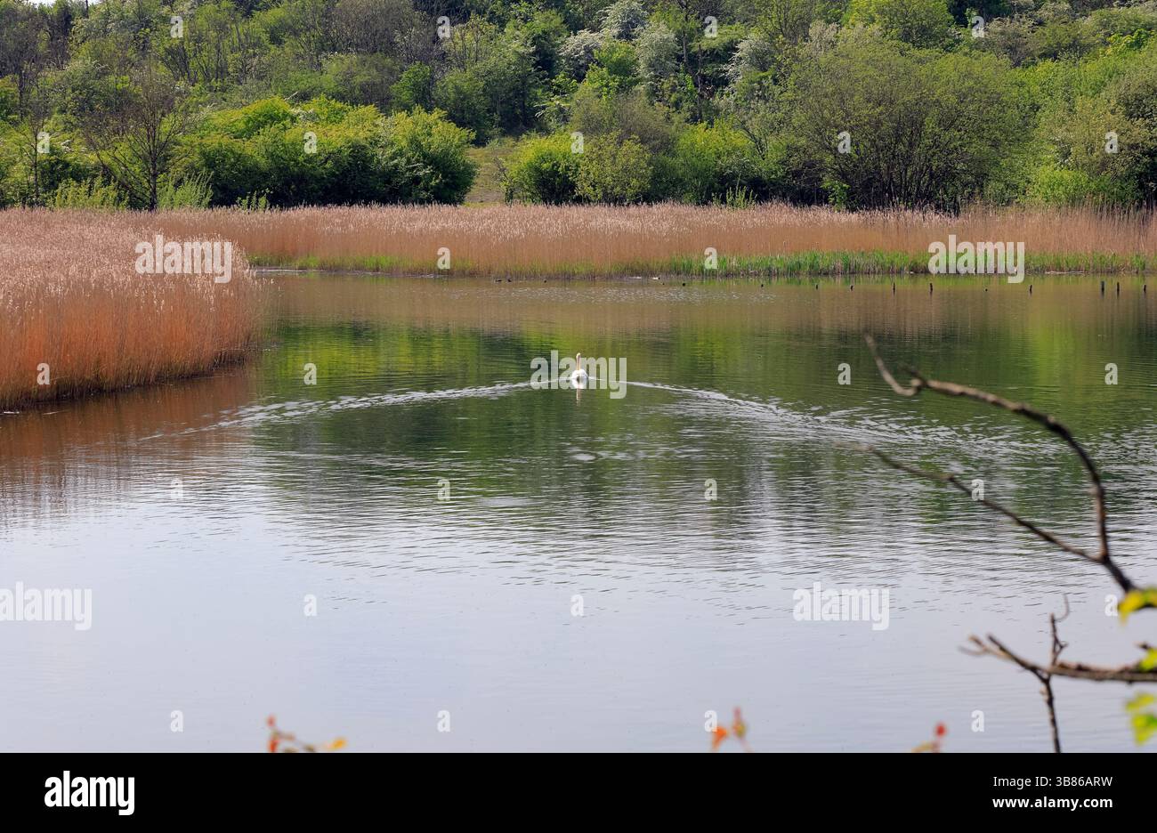 Cosmeston Lakes and Country Park, Penarth, Cardiff, South Wales.. Taken ...