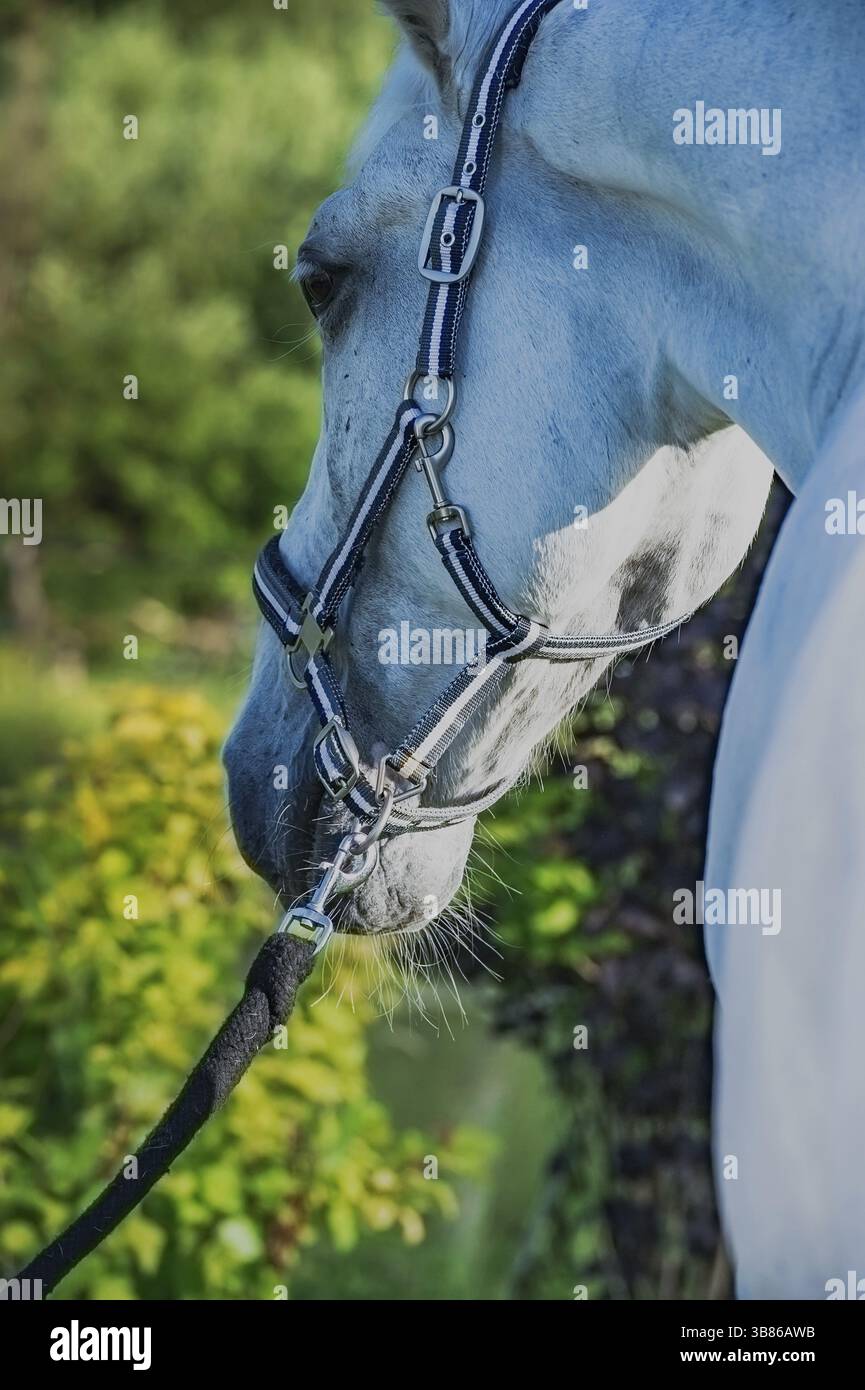 Portrait of Lipizzaner horse. close up Stock Photo - Alamy