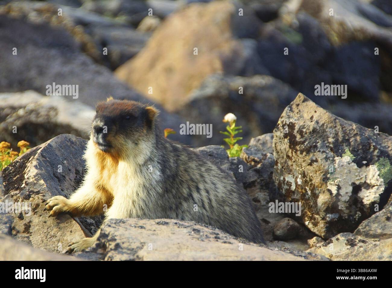 A fascinating journey to the land of geysers and volcanoes to the ...
