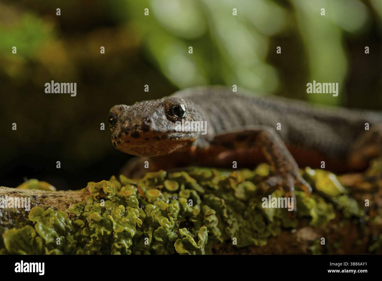 Alpine newt on a wet ground. leaves and lichens. Hessen, Germany ...