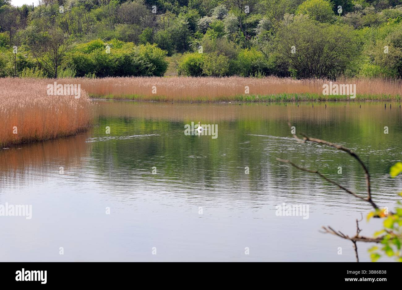 Cosmeston Lakes and Country Park, Penarth, Cardiff, South Wales.. Taken ...