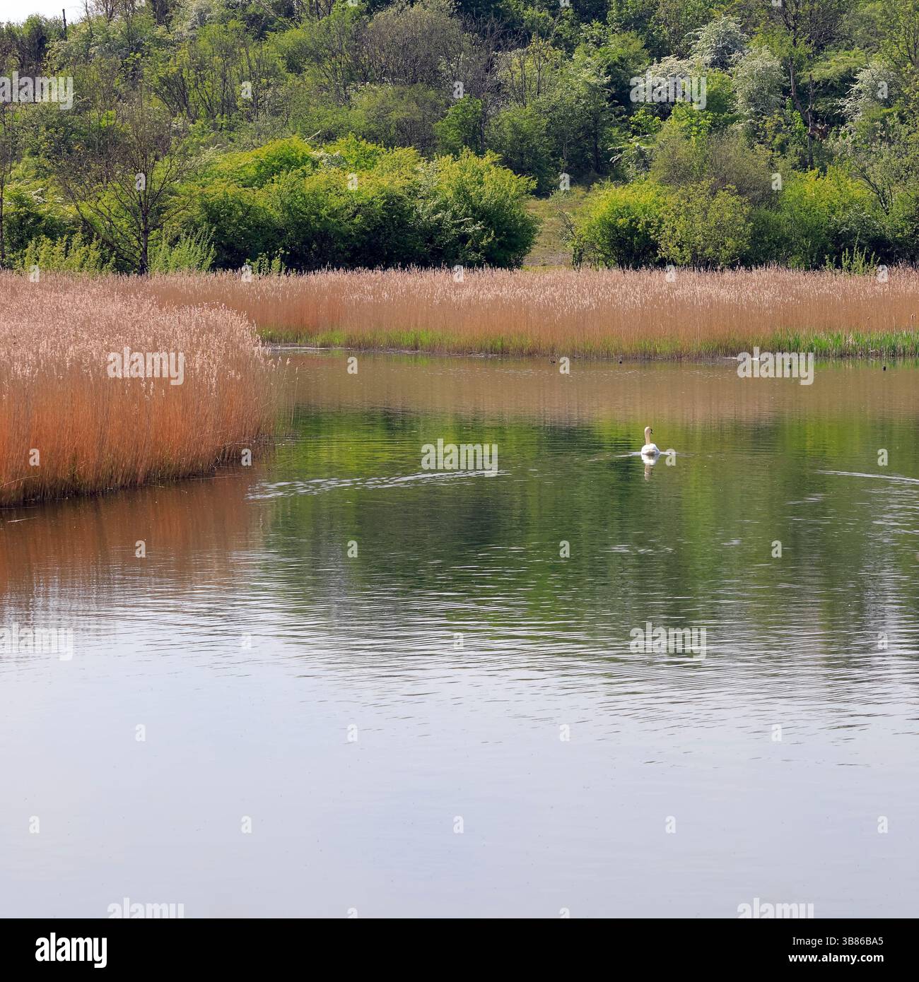 Cosmeston Lakes and Country Park, Penarth, Cardiff, South Wales.. Taken ...