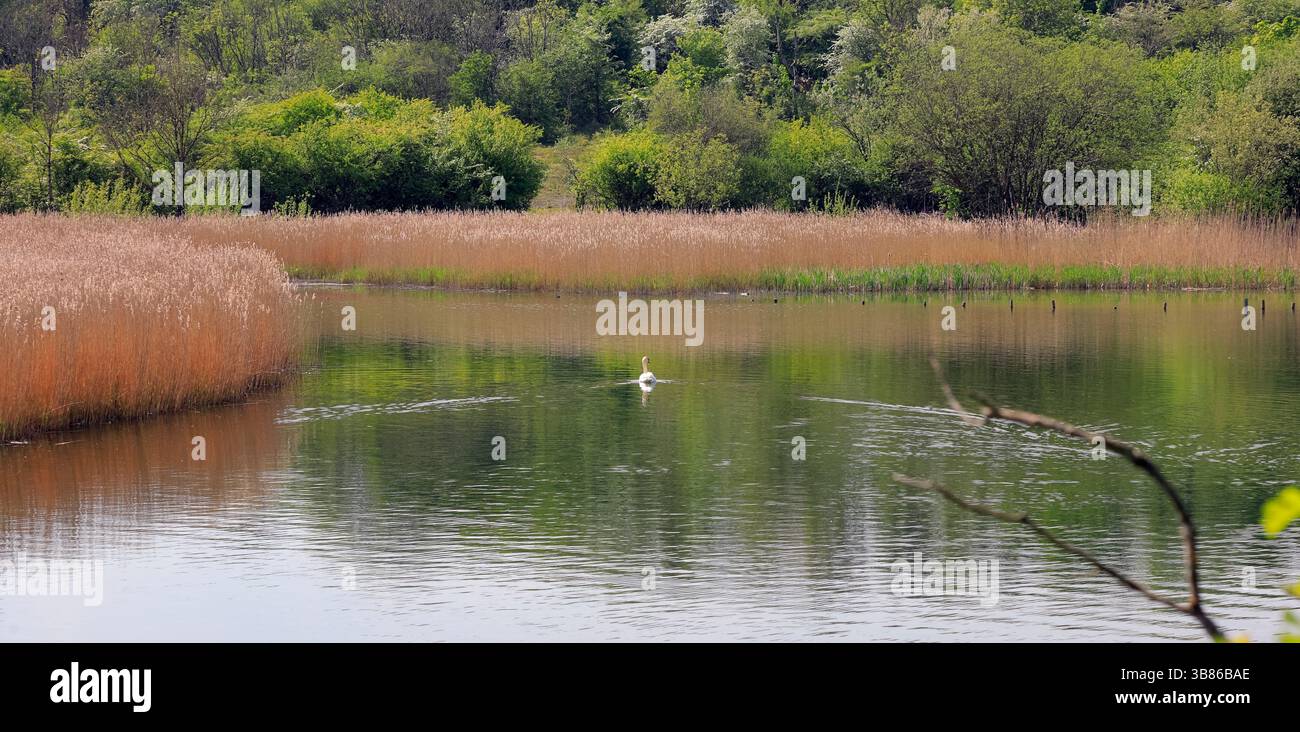 Cosmeston Lakes and Country Park, Penarth, Cardiff, South Wales.. Taken ...