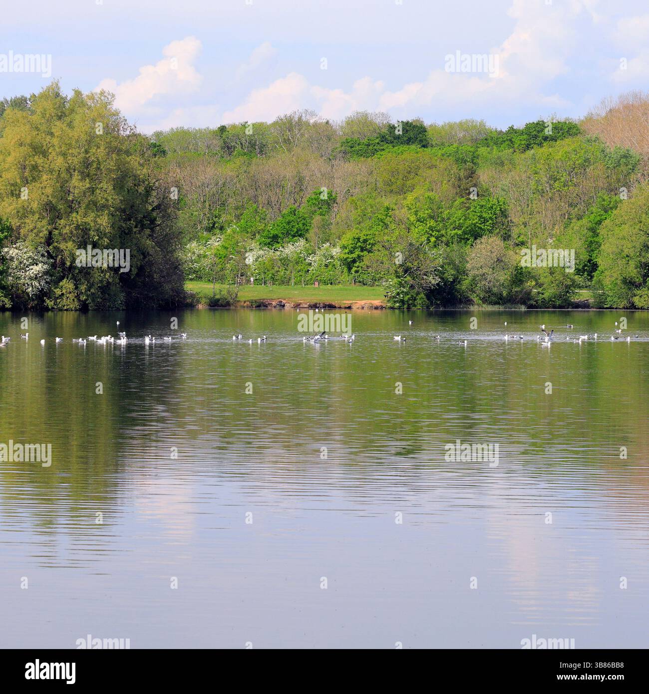Cosmeston Lakes and Country Park, Penarth, Cardiff, South Wales.. Taken ...