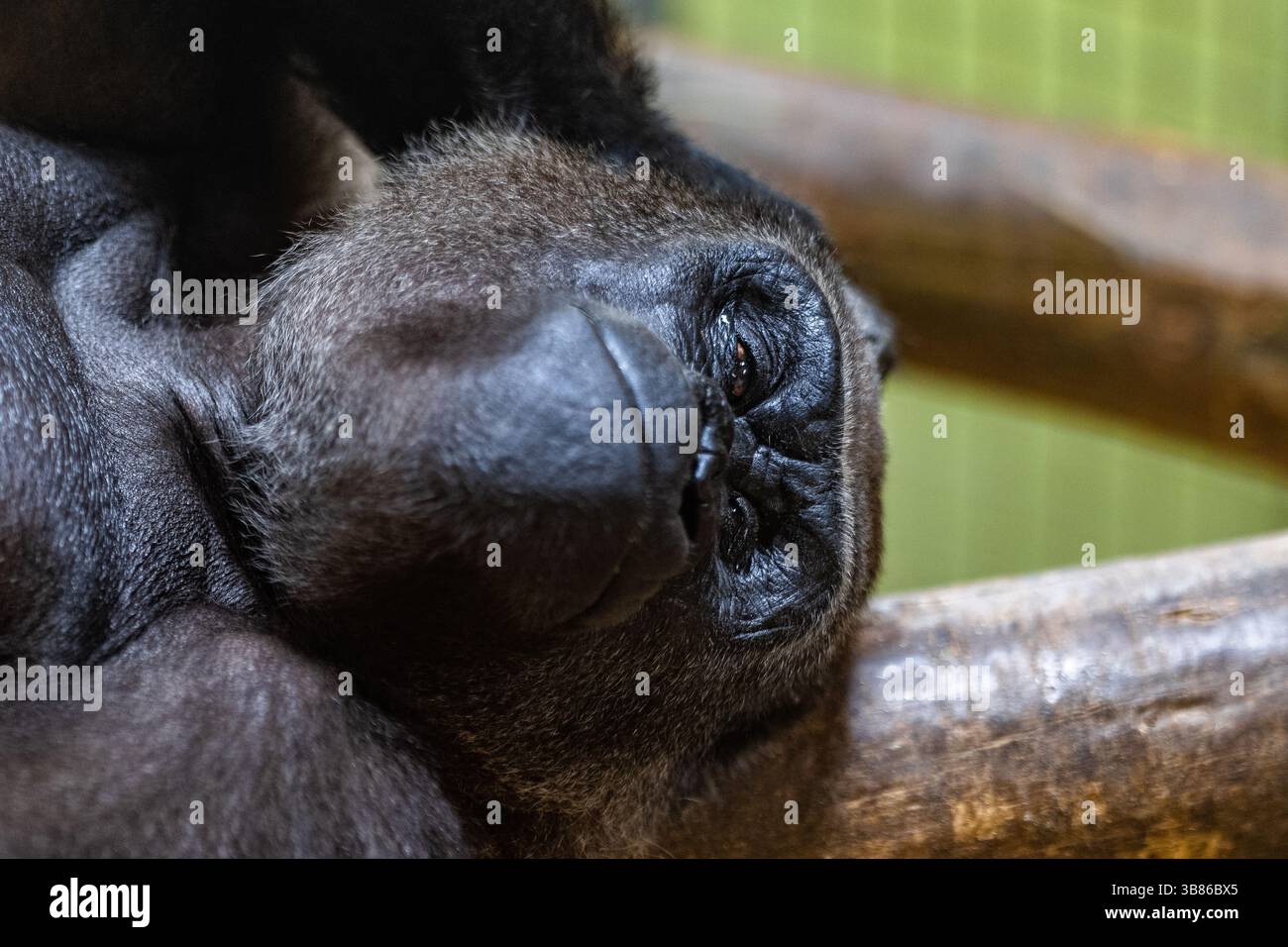 Beautiful Gorilla sleeping Stock Photo - Alamy