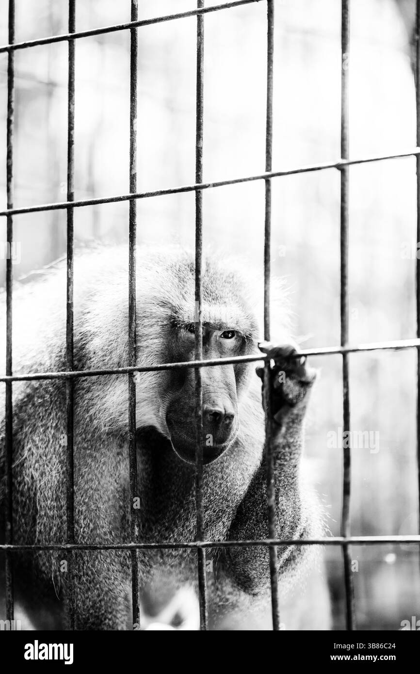 Bear baboon hi-res stock photography and images - Alamy