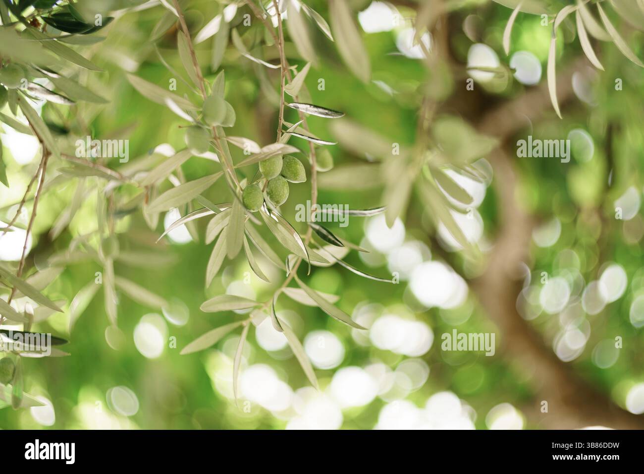 Among branches olive tree in hi-res stock photography and images - Alamy
