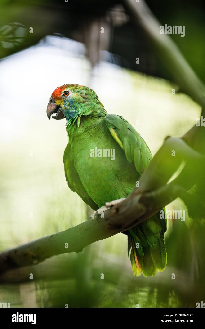 Parrot and monkey hi-res stock photography and images - Alamy
