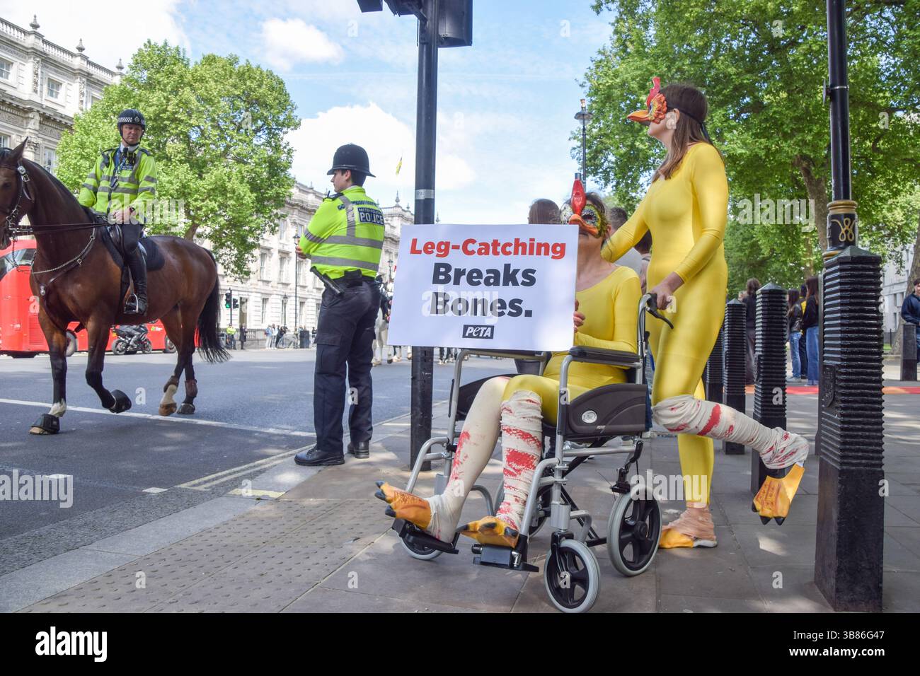 London, UK. 7th May 2025. PETA activists dressed as chickens with ...