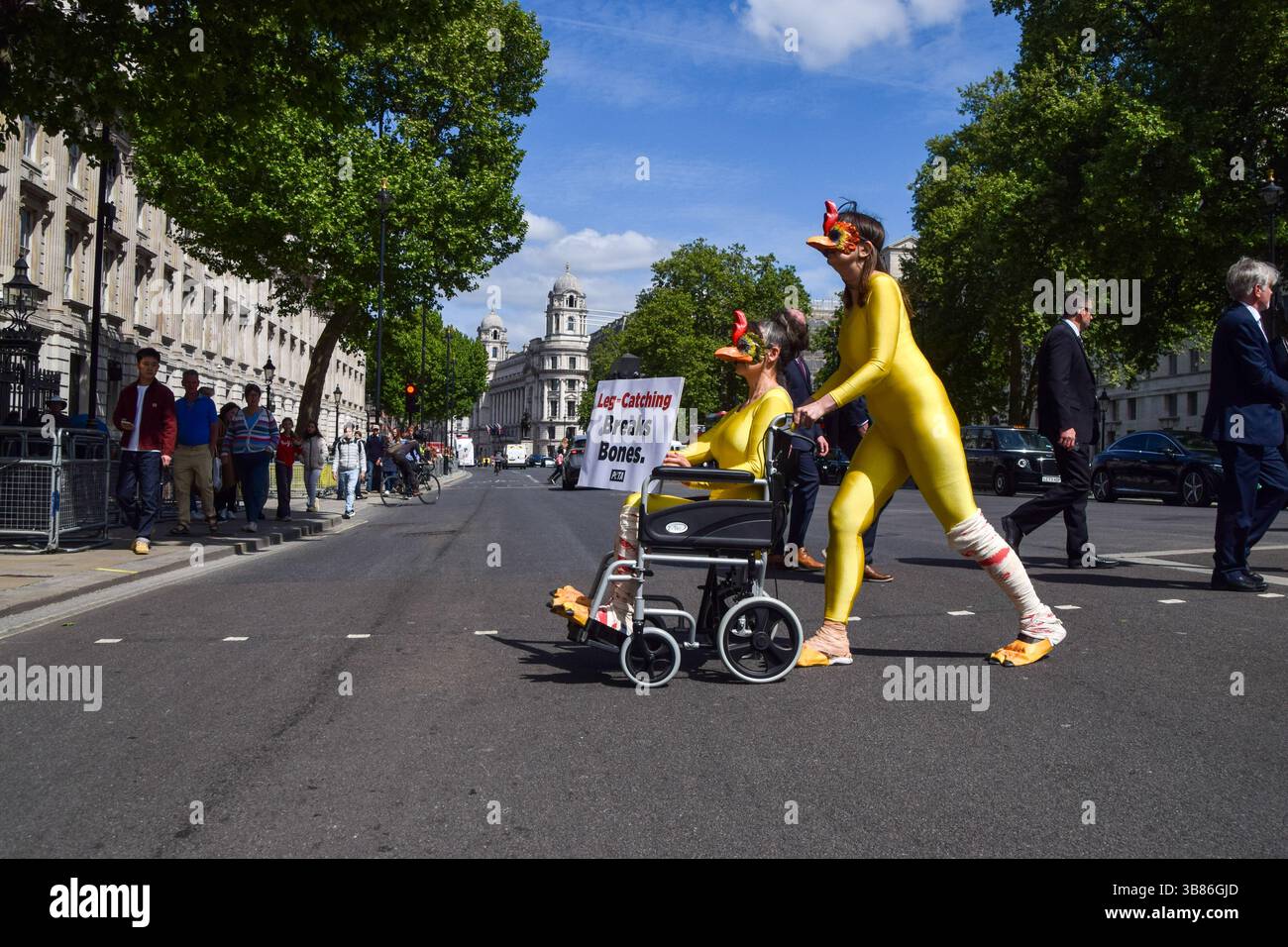 London, UK. 7th May 2025. PETA activists dressed as chickens with ...