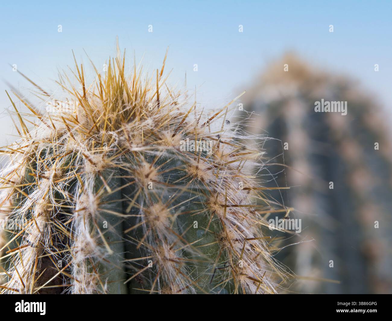 Columnar section hi-res stock photography and images - Alamy