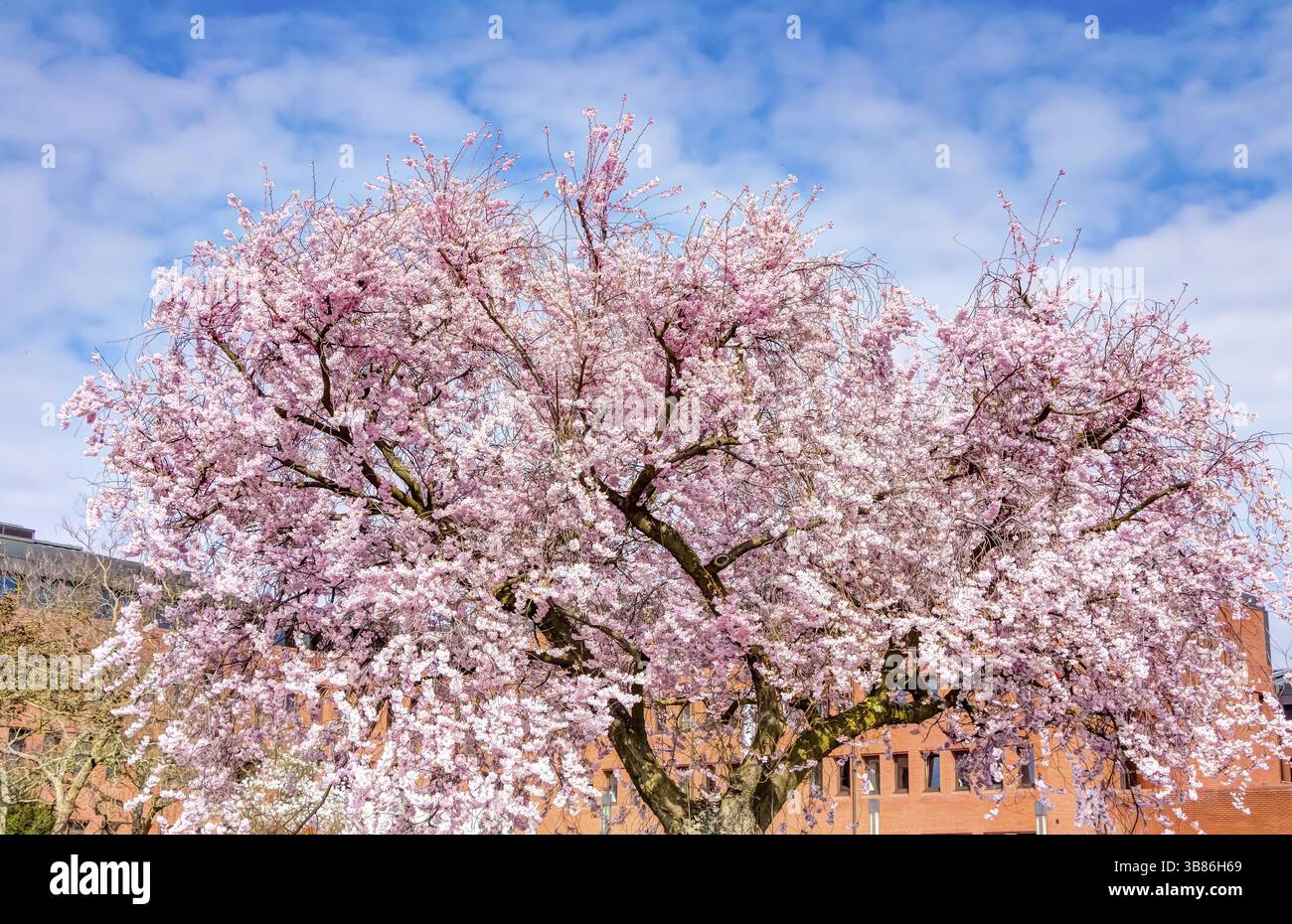 Kirschbluetenbaum im Fruehling Stock Photo - Alamy