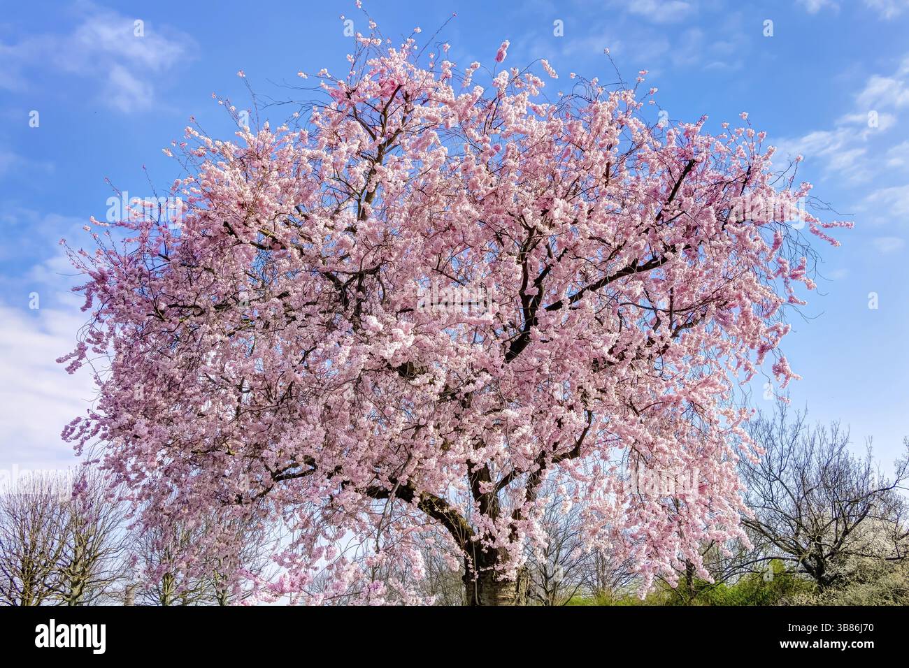 Kirschbluetenbaum im Fruehling Stock Photo - Alamy