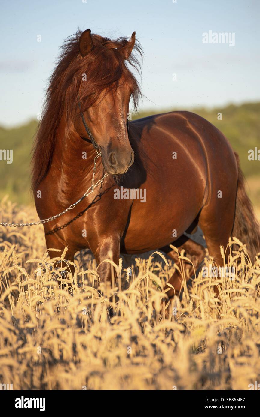 Chestnut stallion with long mane at wheat field. local Bashkir breed ...