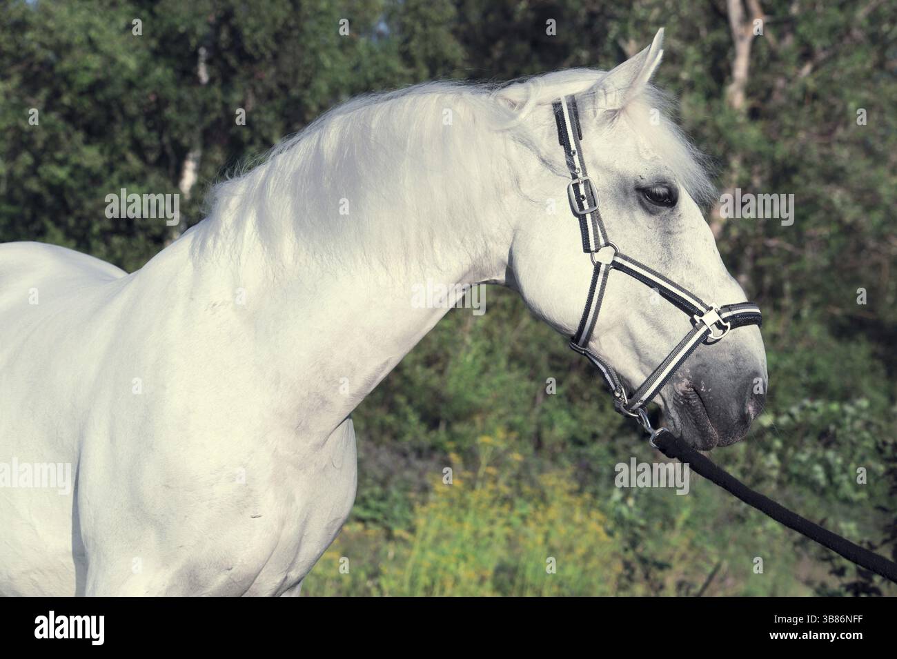 Portrait of Lipizzaner horse Stock Photo - Alamy