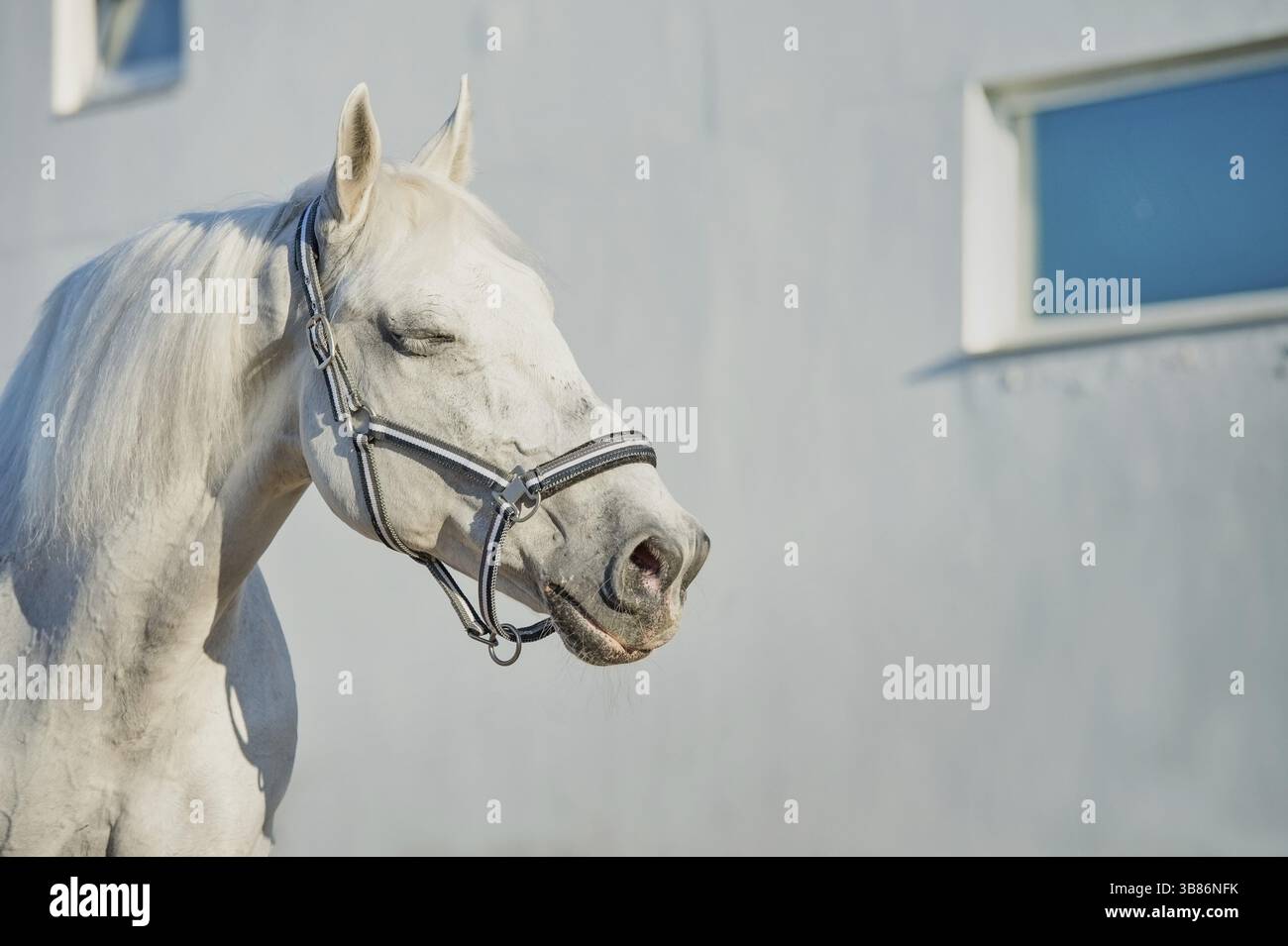 Romantic portrait of Lipizzaner horse at white wall background Stock Photo - Alamy