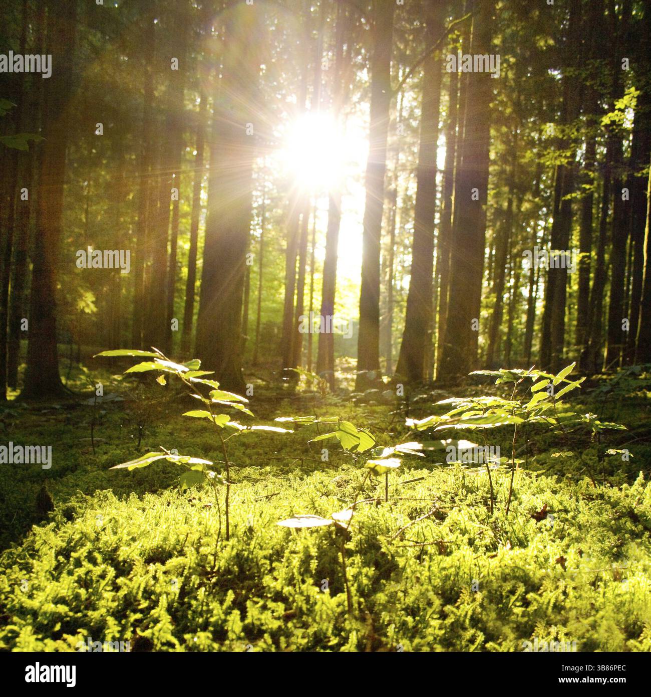 Idyllic environment hi-res stock photography and images - Alamy