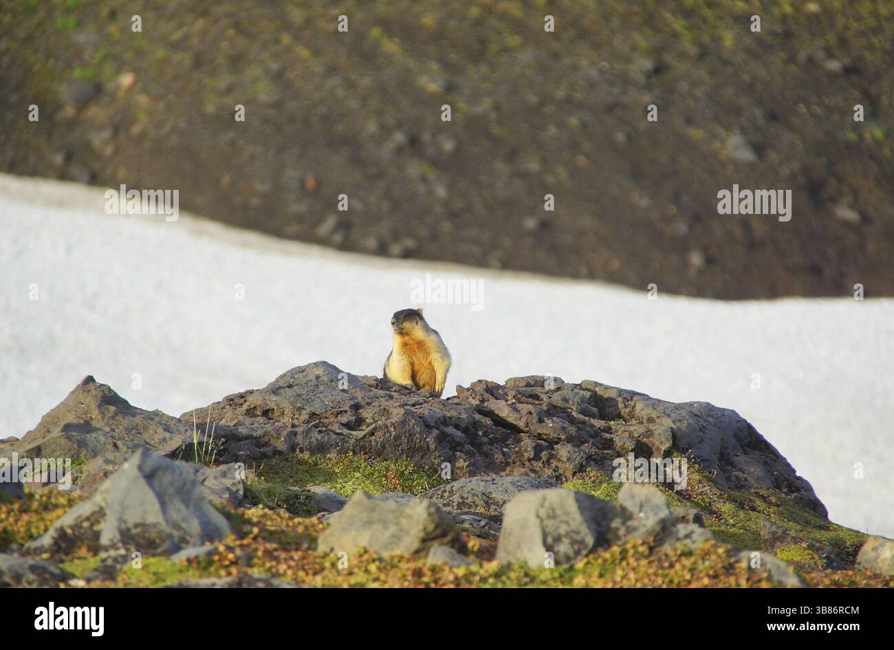Kamchatka gophers hi-res stock photography and images - Alamy