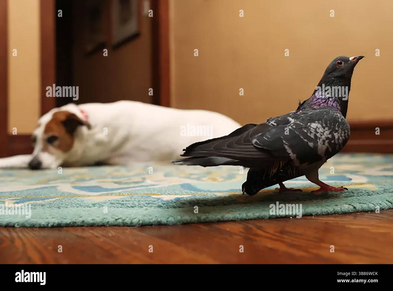 103215518w hi-res stock photography and images - Alamy