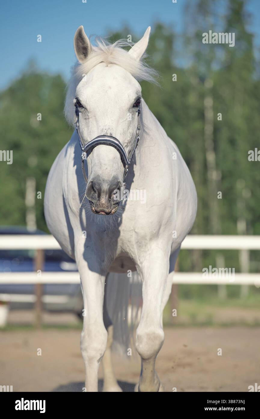 Portrait of walking Lipizzaner horse in manege Stock Photo - Alamy