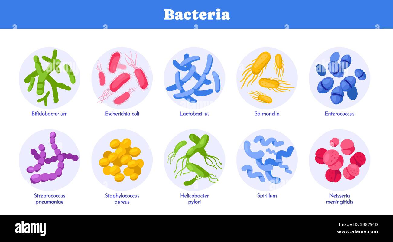 Set of different types of bacteria. Medical infographic or diagram with pathogenic and ...