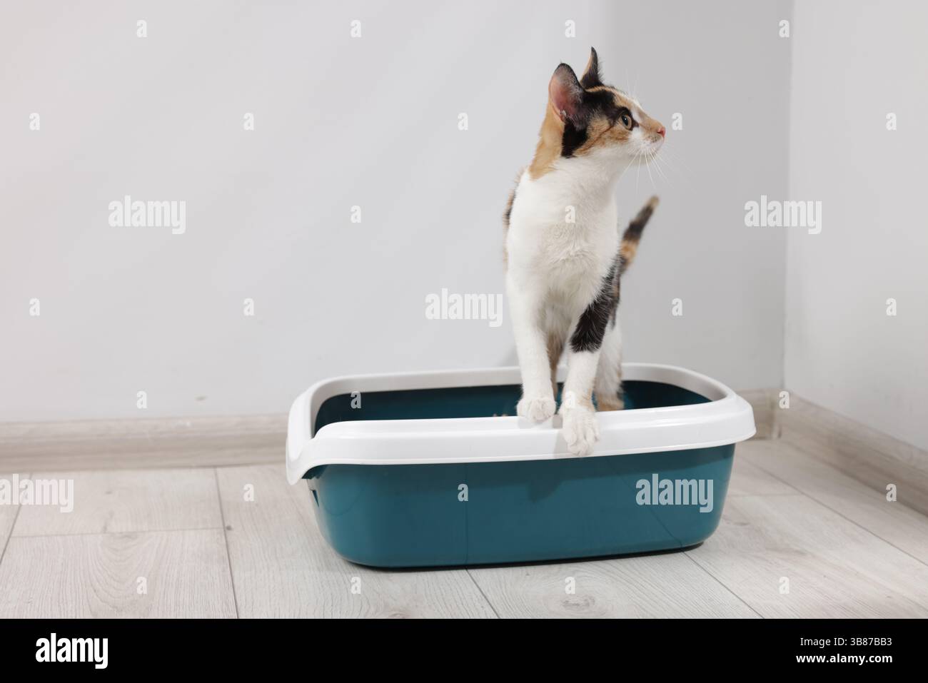 Cute calico cat in litter tray indoors Stock Photo - Alamy