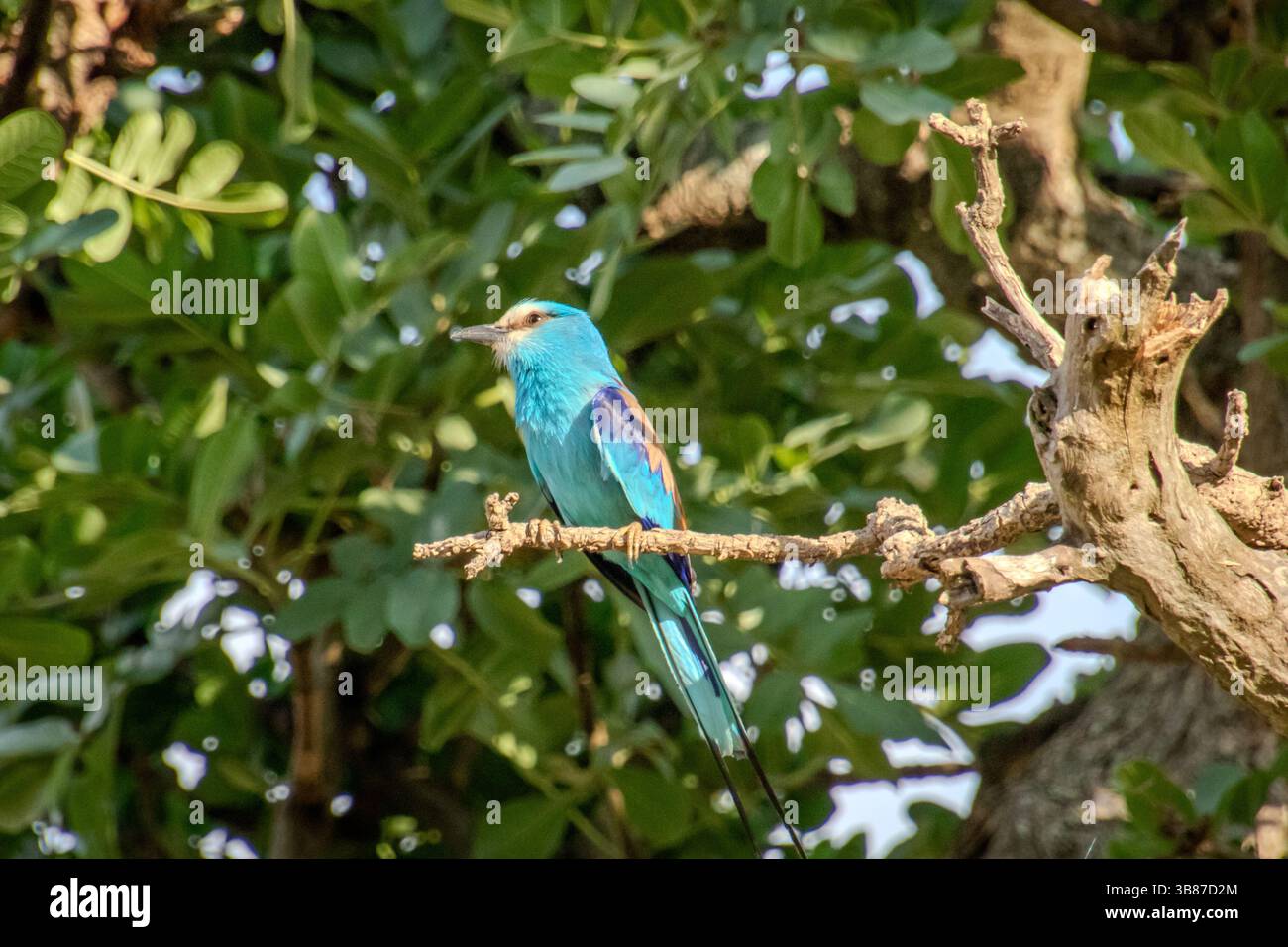 Abyssinian roller (Coracias abyssinicus) in Kidepo Valley National Park ...