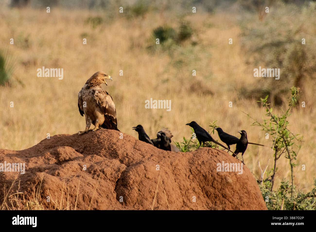 Eagle and oxpeckers on a termite mound in Kidepo Valley, Uganda Stock ...