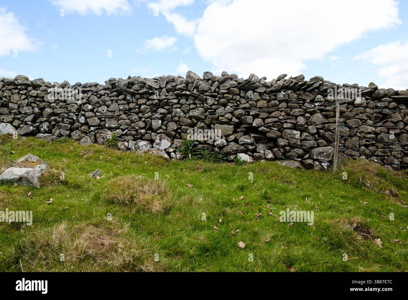 Traditional drystone walling sheep hi-res stock photography and images ...