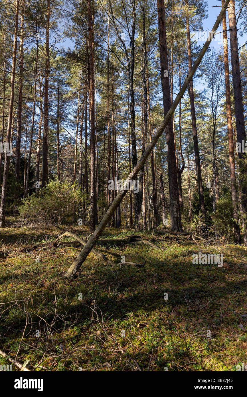mixed forest with pines and other trees in autumn , tall trees in ...