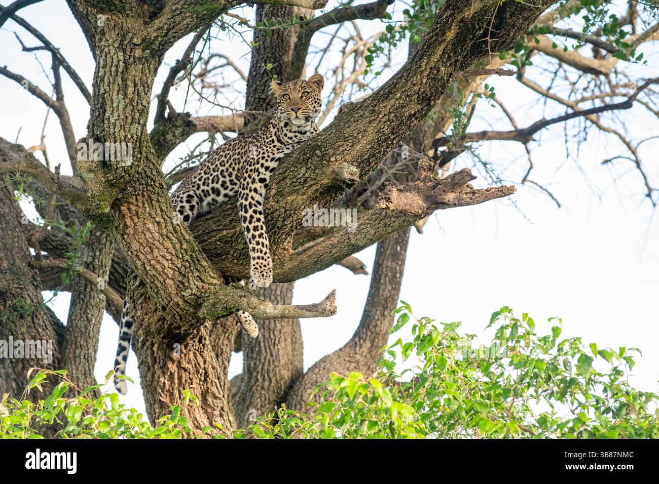 Leopard (Panthera pardus), young adult female resting up for the day in ...
