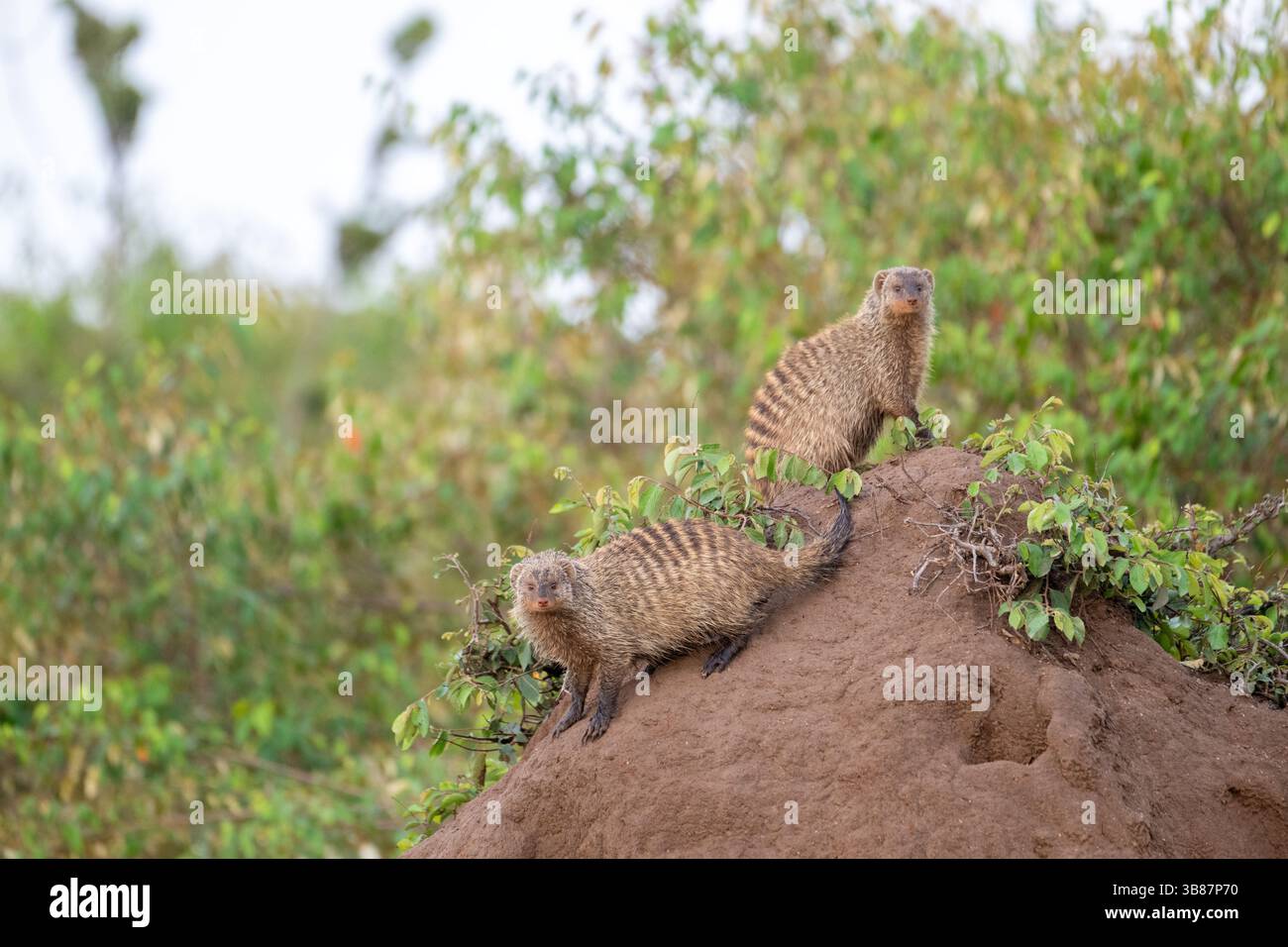 Banded mongooses (Mungos mungo), on their burrow, an old termite mound ...