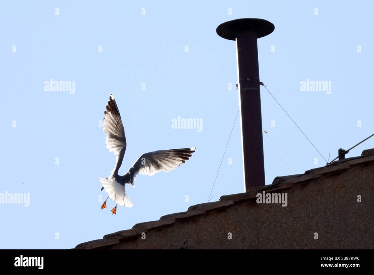 Rome, Italy. 07th May, 2025. Rome Italy 05/07/2025: A seagull lands on ...