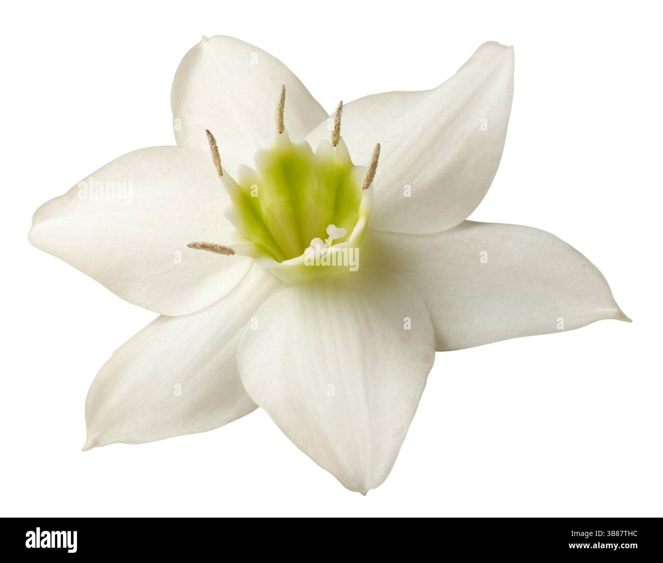 close-up of amazon lily flower isolated white background, tropical ...