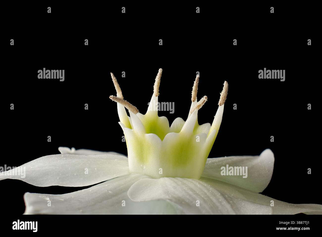 close-up macro view of amazon lily flower isolated black background ...